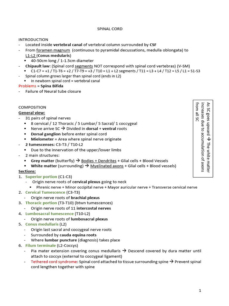 Spinal Cord | PDF | Spinal Cord | Cerebellum