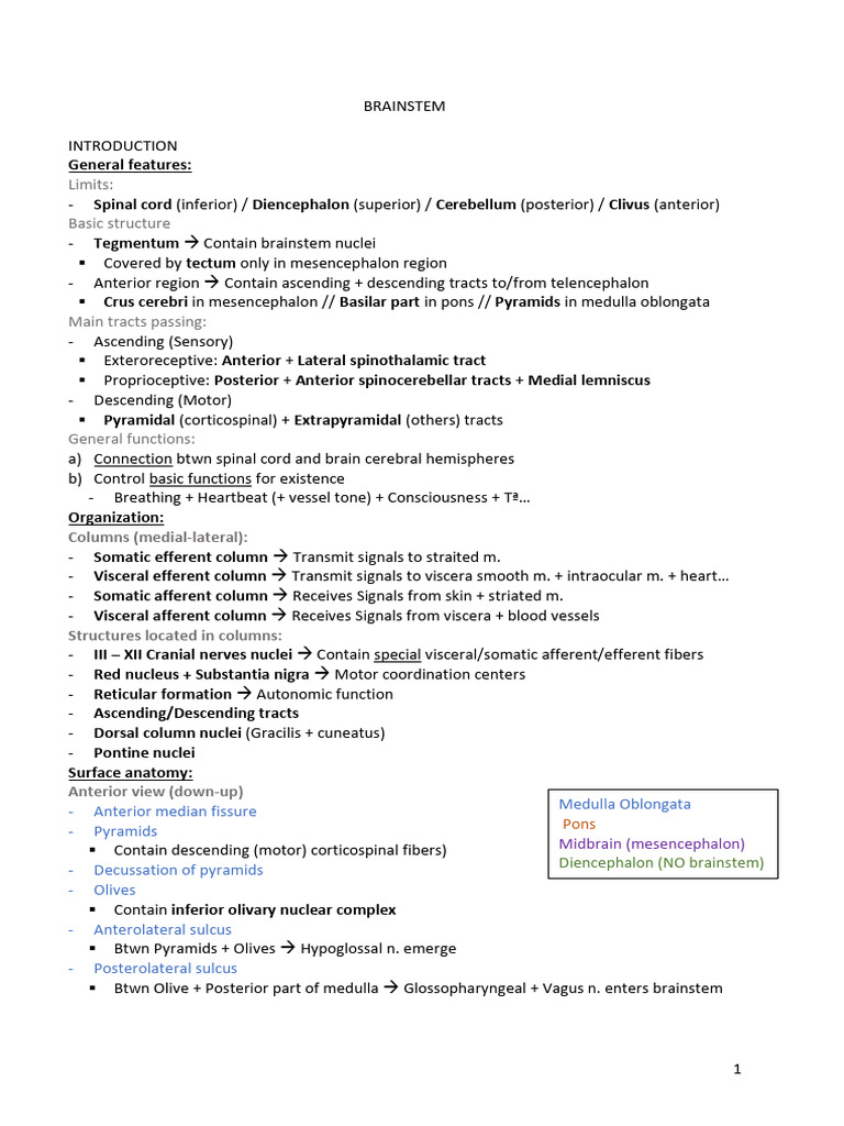 Brainstem | Download Free PDF | Brainstem | Human Anatomy