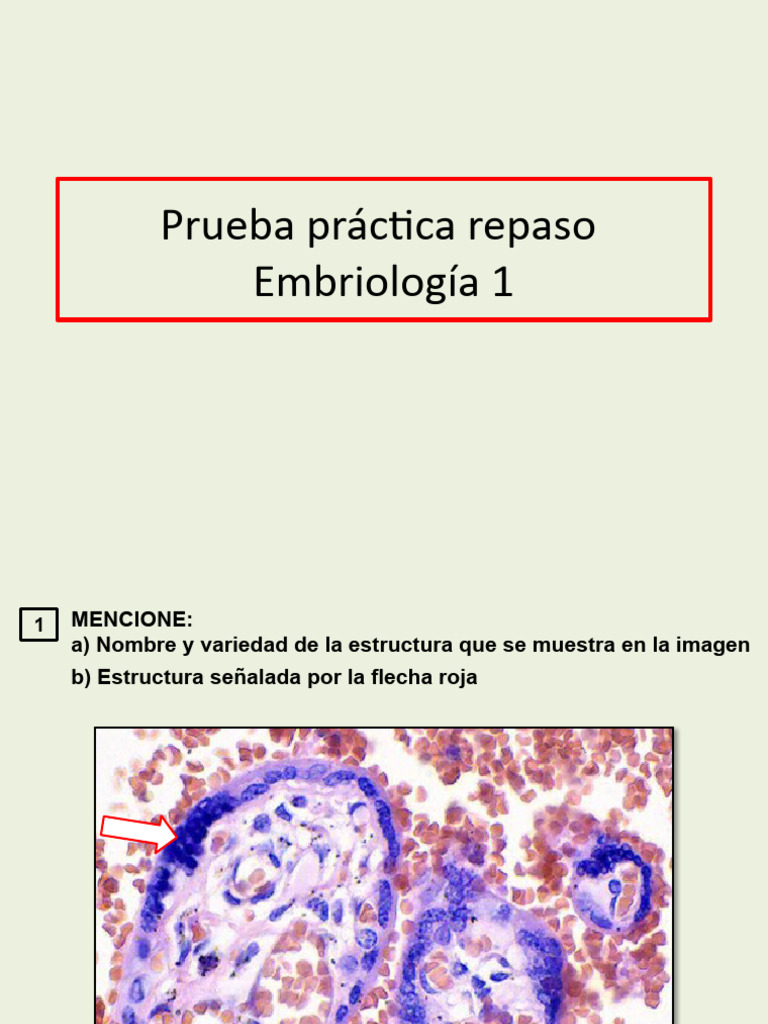 Repaso Embriologia 1 - Prueba | PDF