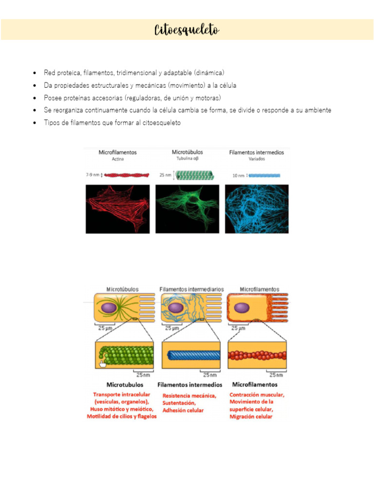 Citoesqueleto, Biología Celular | PDF | Actina | Citoesqueleto