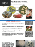 Morfología y Estructura de Hongos | PDF | Mitosis | Reproducción sexual