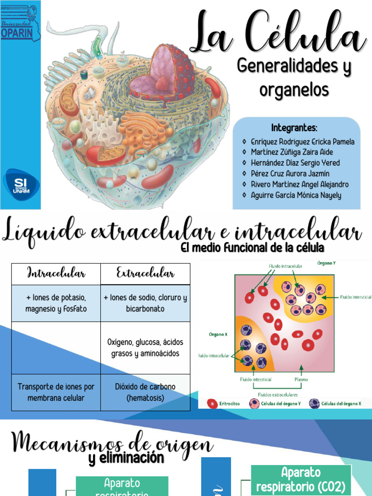 Célula B | Descargar gratis PDF | Membrana celular | Biología Celular)