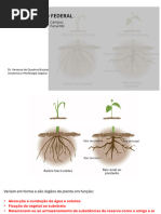 Raízes Adventícias: Exemplos e Funções | PDF | Raiz | Morfologia vegetal