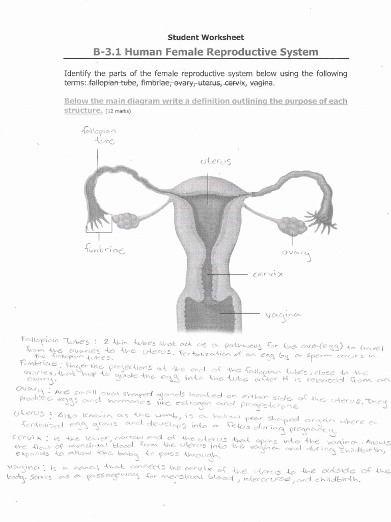 The Female Reproductive System 1 | PDF