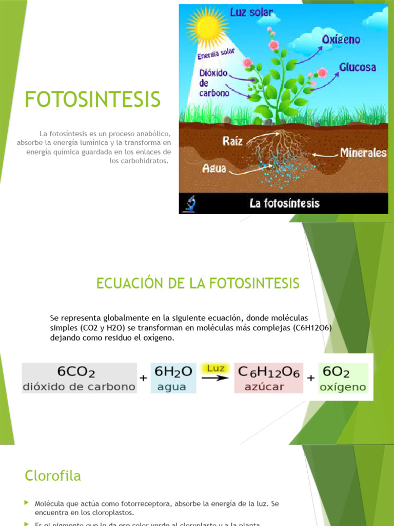 FOTOSINTESIS | PDF | Fotosíntesis | Biología