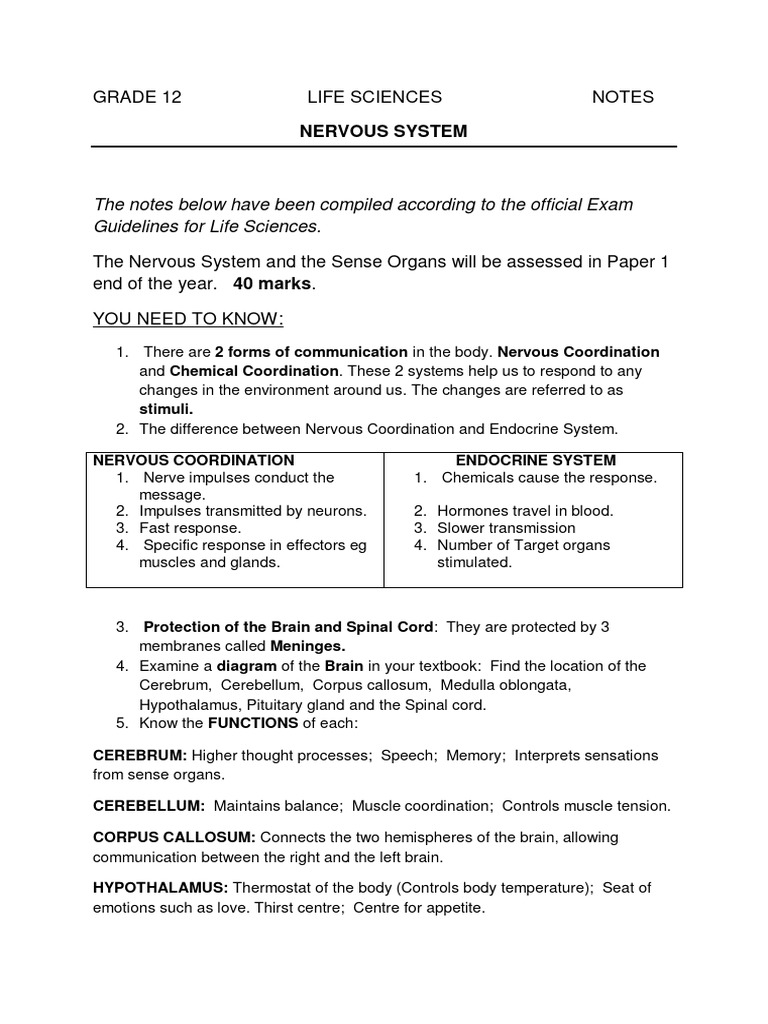 2020 Nervous System Notes | PDF | Nervous System | Central Nervous System