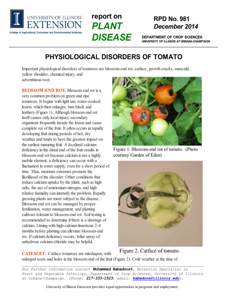981-Physiological Disorders of Tomato-2014 | PDF | Herbicide | Tomato