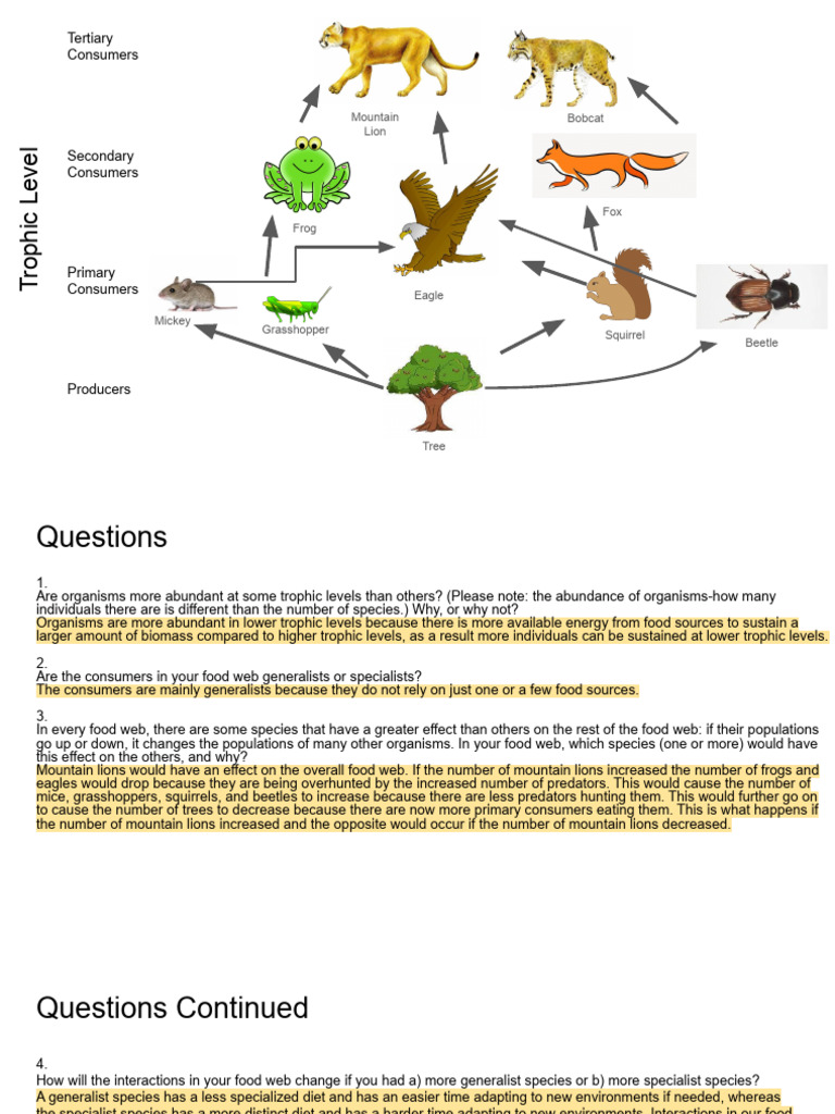 Tertiary Consumers: Bobcat Mountain Lion | PDF | Food Web | Herbivore