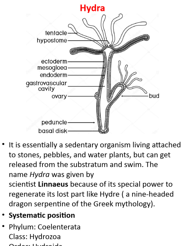 Hydra Bed 1 ST Year | PDF | Biology | Reproduction