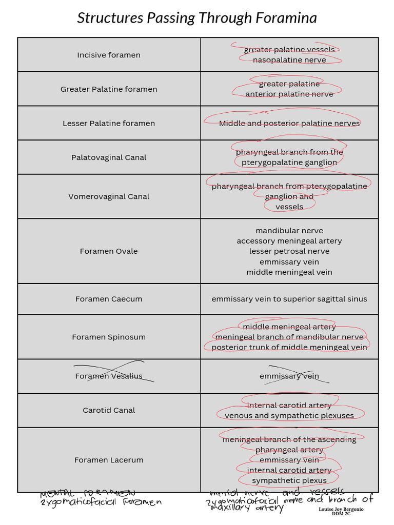 Anatomy of Cranial Foramina and Nerves | PDF | Anatomy | Human Anatomy