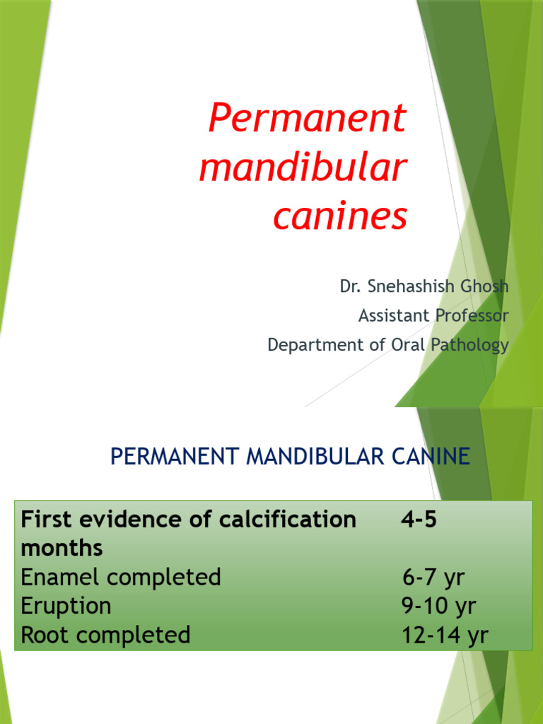 Mandibular Canine Anatomy Overview | PDF | Tooth | Mouth