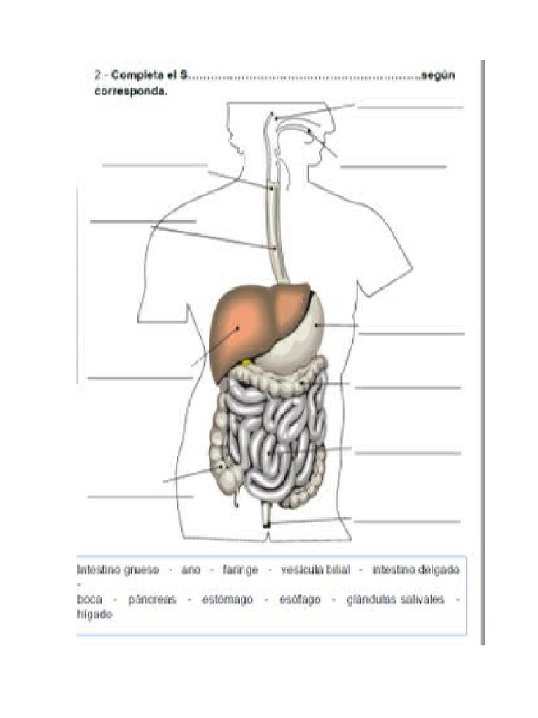 1.-Sistema Digestivo Esquema | PDF