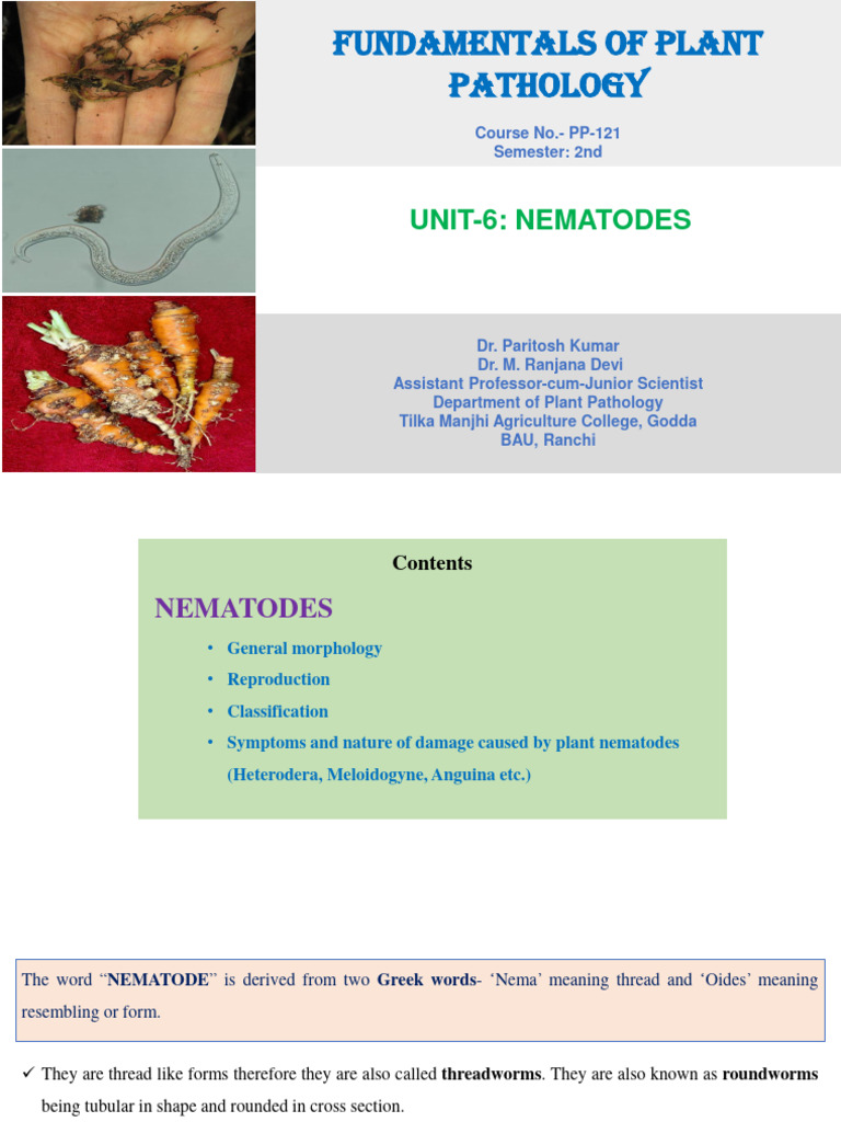 Nikita 4 | PDF | Nematode | Reproductive System