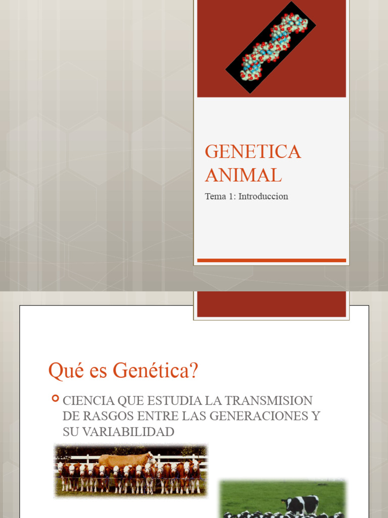 Genetica Animal-clase 1 | PDF | Cigosidad | Dominancia (Genética)