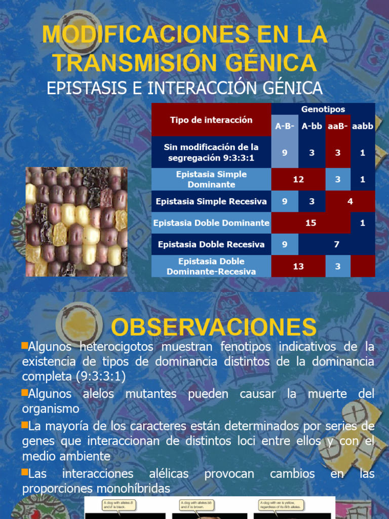 GENETICA ANIMAL-clase 6 | PDF | Epistasis | Dominancia (Genética)