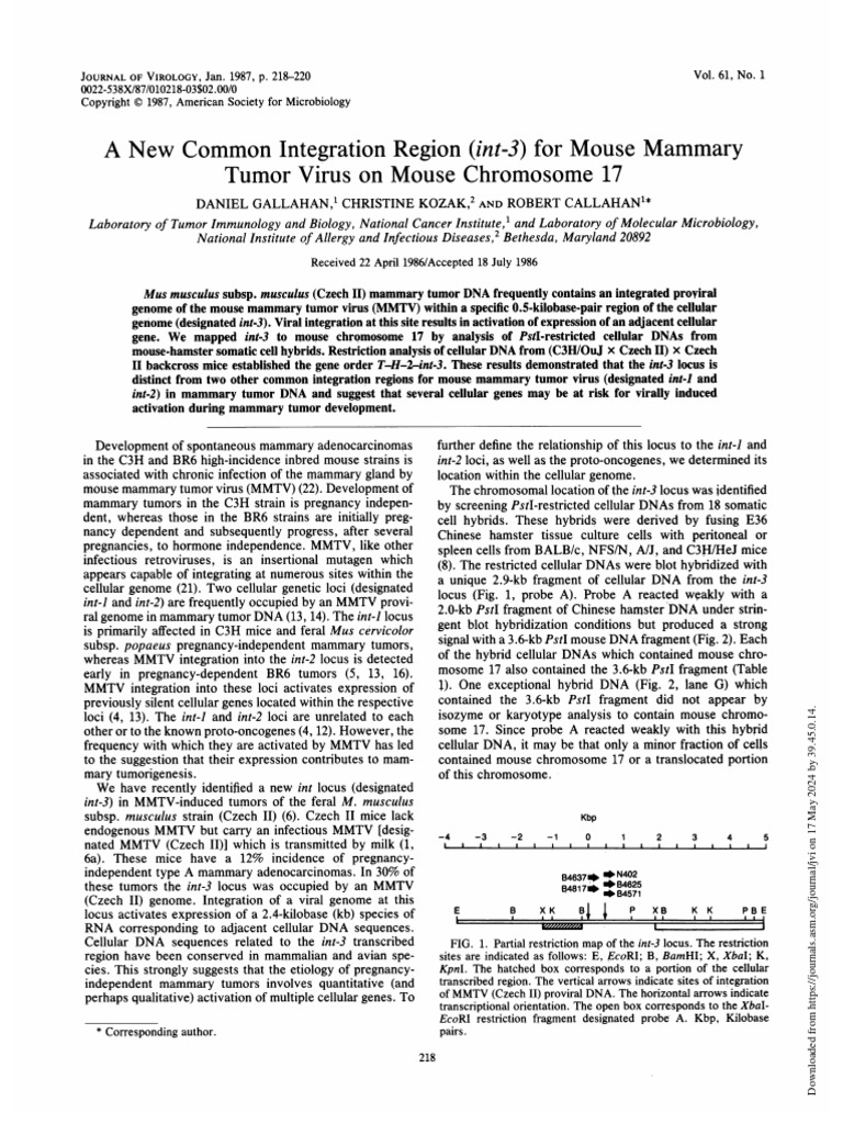 Gallahan Et Al 1987 A New Common Integration Region (Int 3) For Mouse ...
