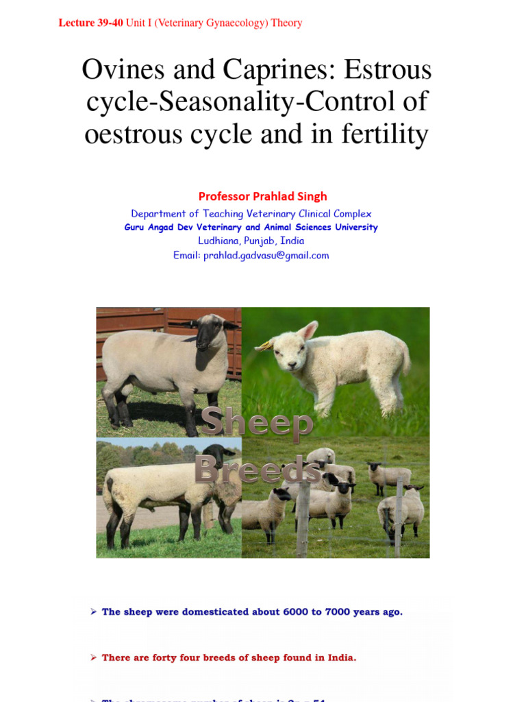 Lecture 39-40 Ovine and Caprine | PDF | Luteinizing Hormone | Menstrual ...