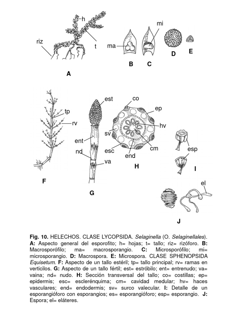 Detalles de Helechos y Lycopsida | PDF | Morfología Vegetal | Ramas de ...