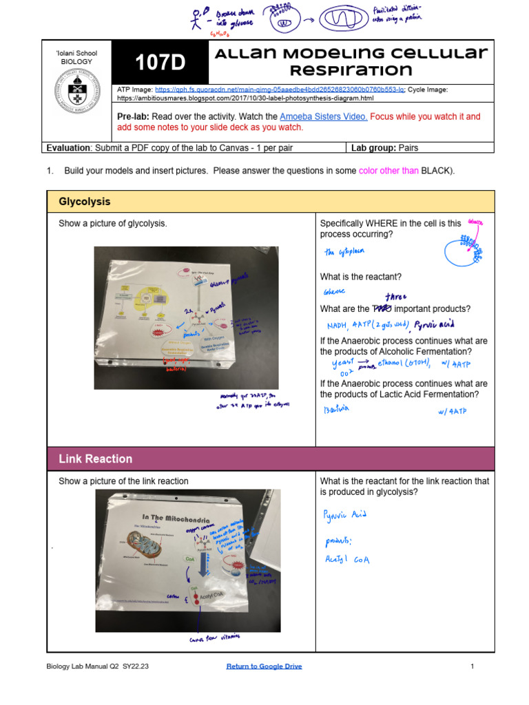 Allan107D Modeling Cellular Respiration | PDF | Cellular Respiration | Electron Transport Chain