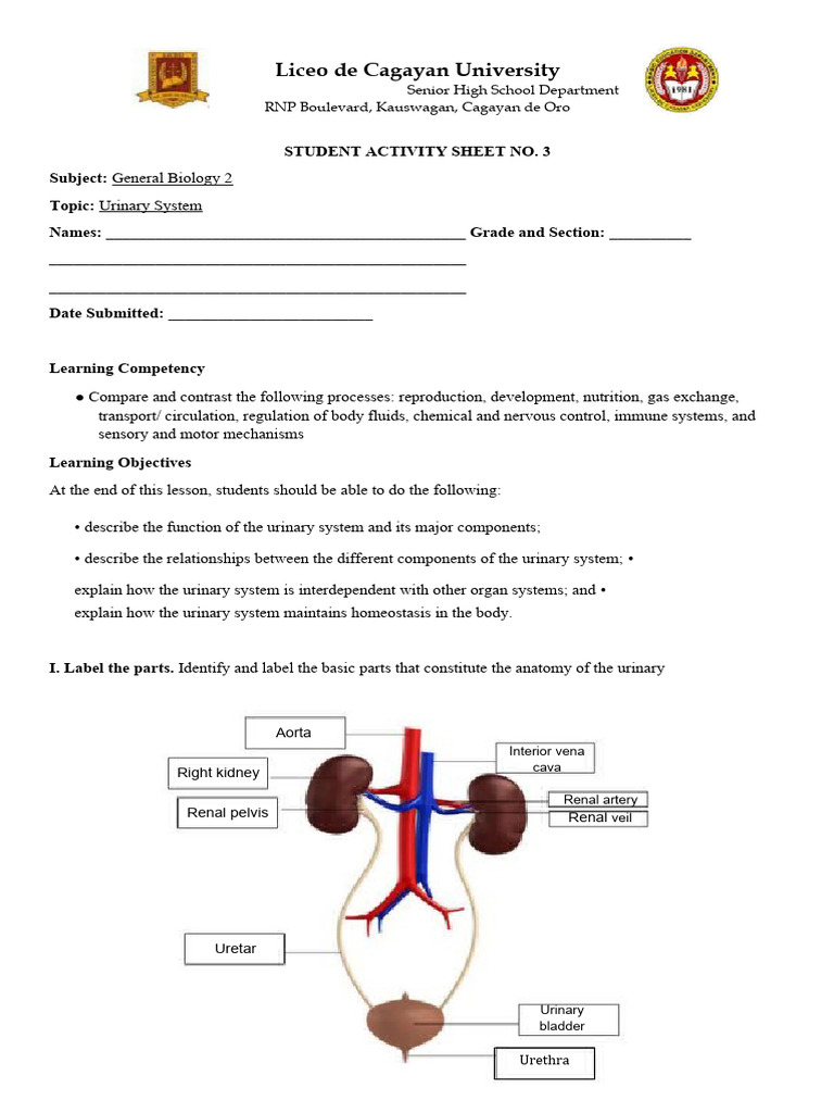 4.3-Urinary-System-Worksheets G7 Bio | PDF | Urinary System | Kidney