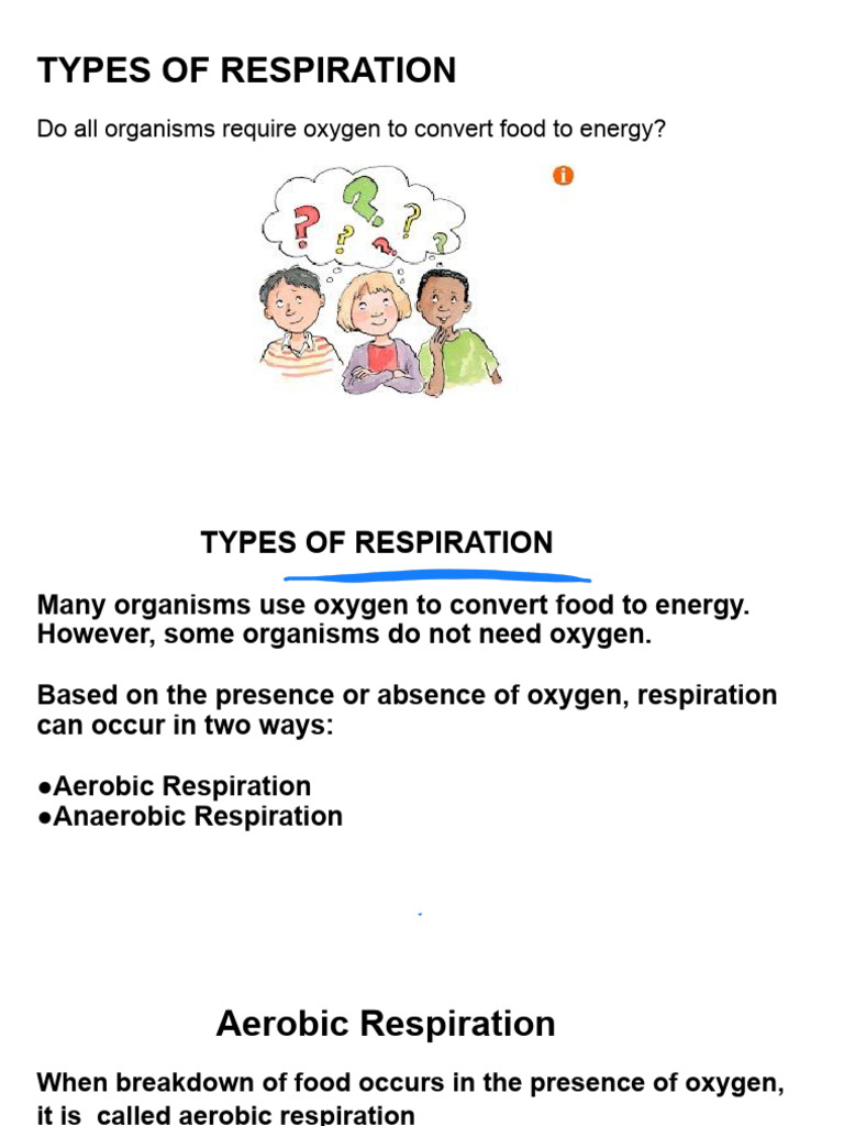Aerobic and Anaerobic Respiration | PDF | Technology & Engineering