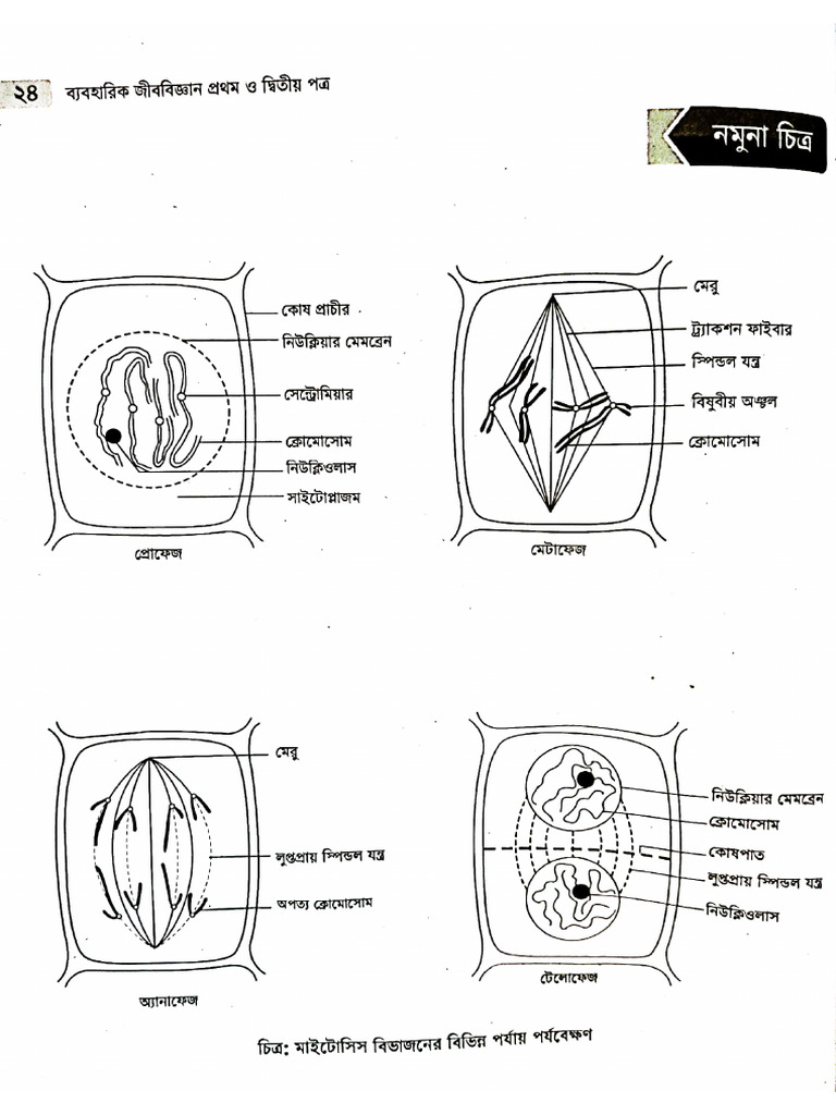 Biology 1st Paper Practical | PDF