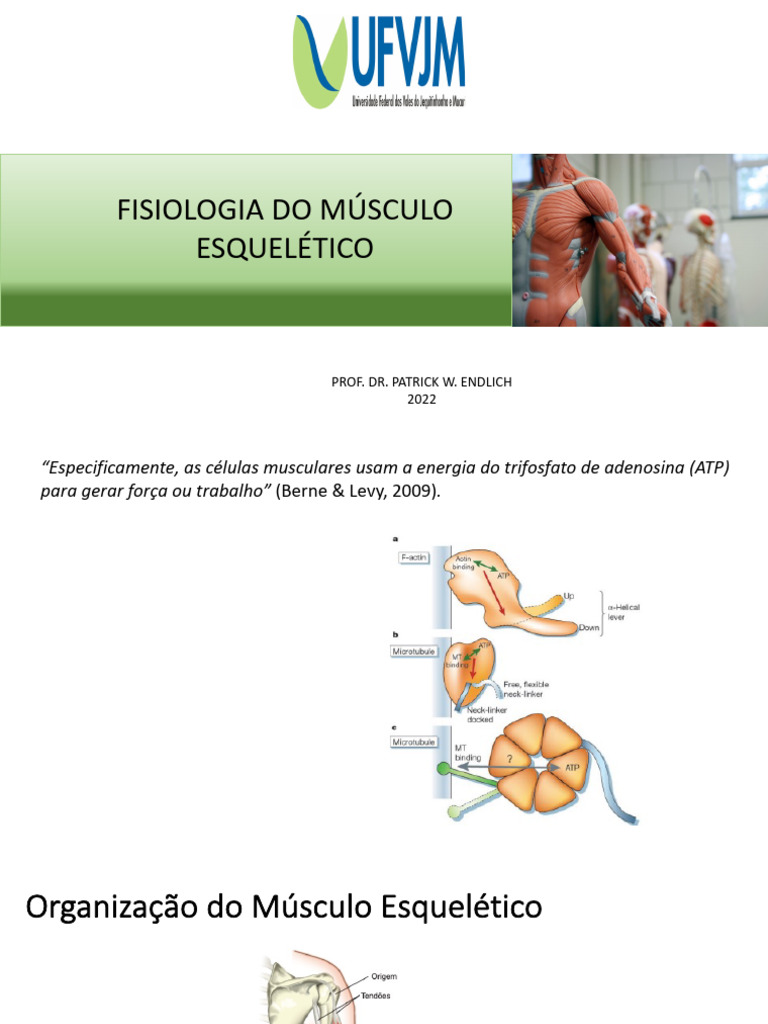 Musculo Esqueletico Pdf Músculo Anatomia