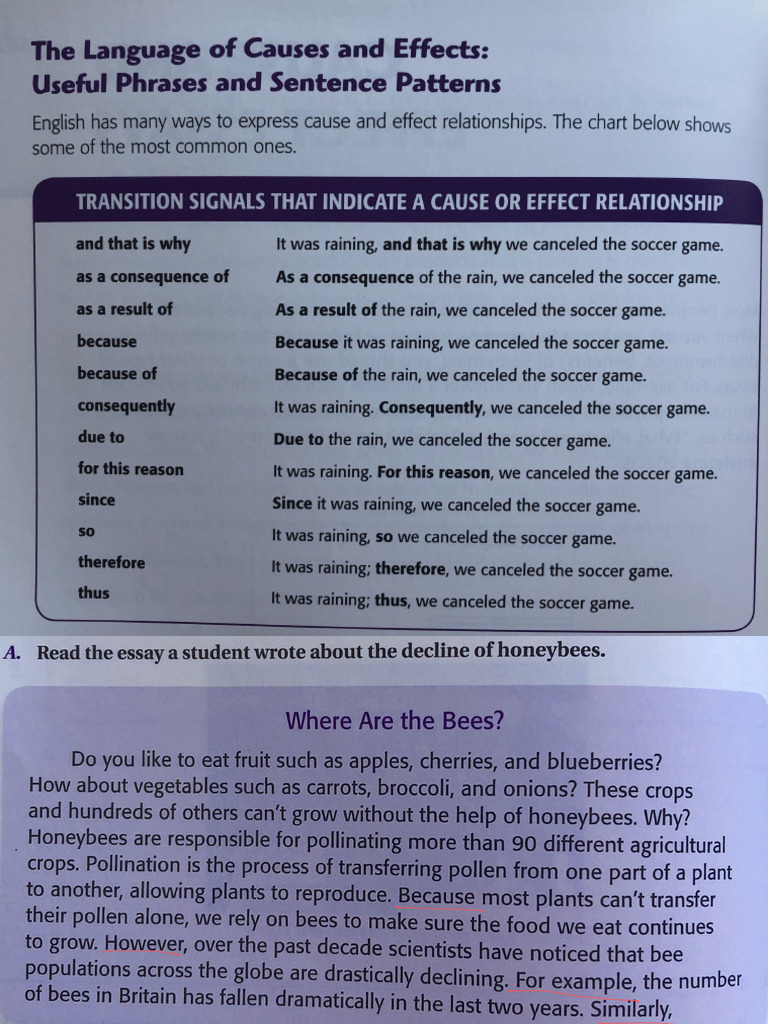 Bees Cause Essay | PDF