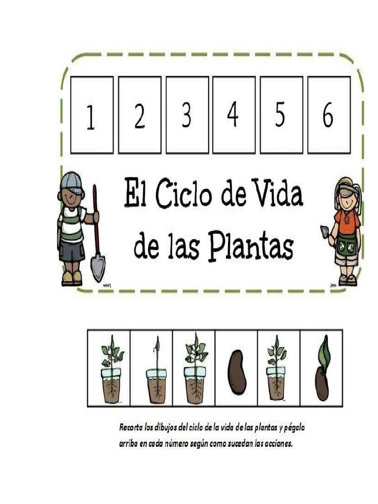 IMPRESION CICLO DE VIDA PLANTAS | PDF