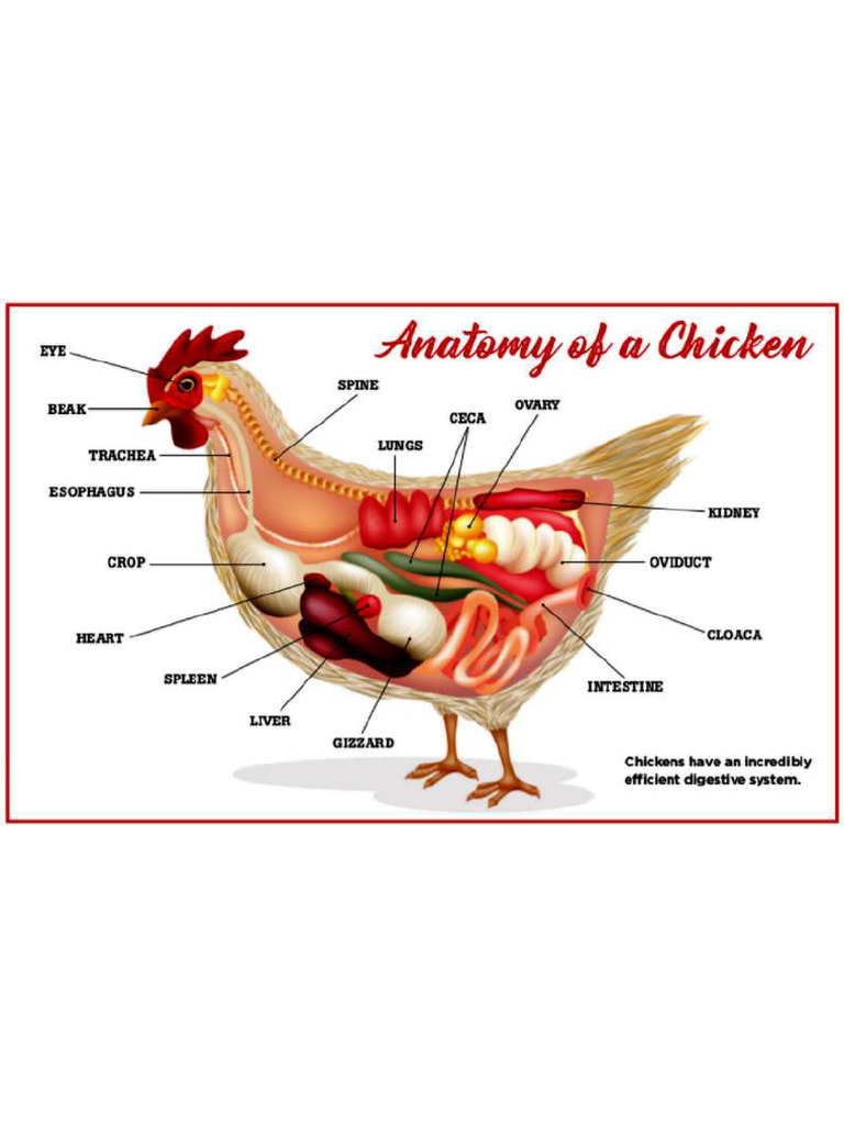 Anatomy of a Chicken | PDF
