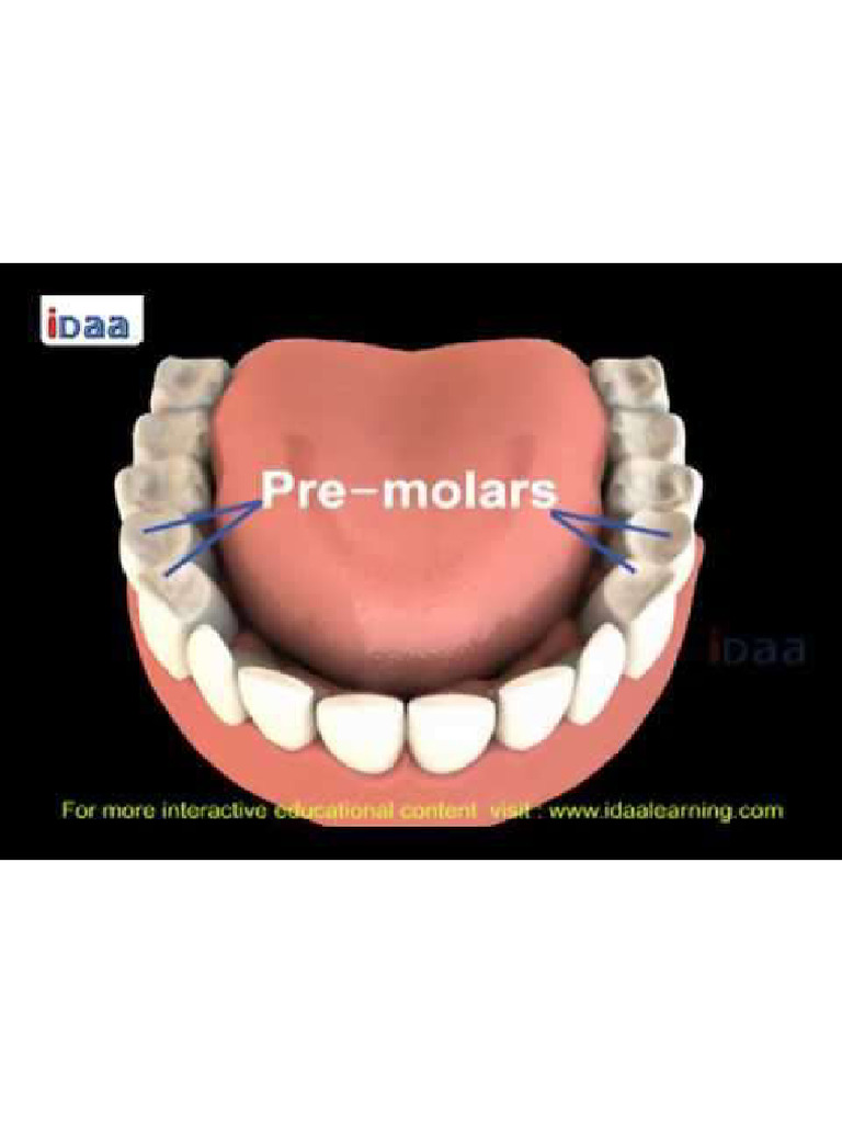 Teeth | PDF