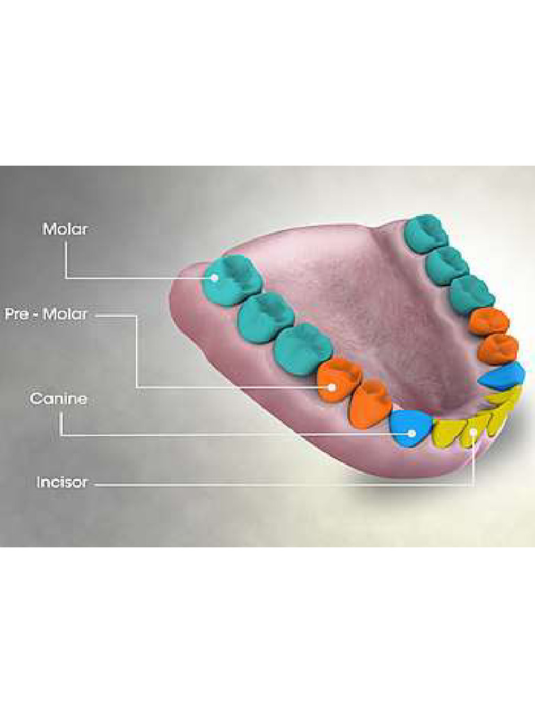 3D Medical Animation Still Showing Types of Teeth | PDF