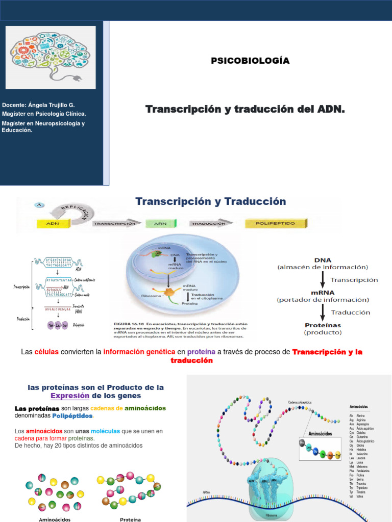 Transcripción y Traducción del ADN | PDF | Traducción (biología) | Rna
