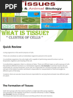 Class 9 Science: Tissues Revision Notes | PDF | Epithelium | Tissue ...