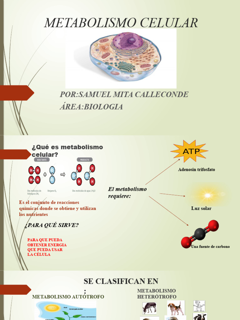 Metabolismo Celular | PDF | Metabolismo | Respiración celular