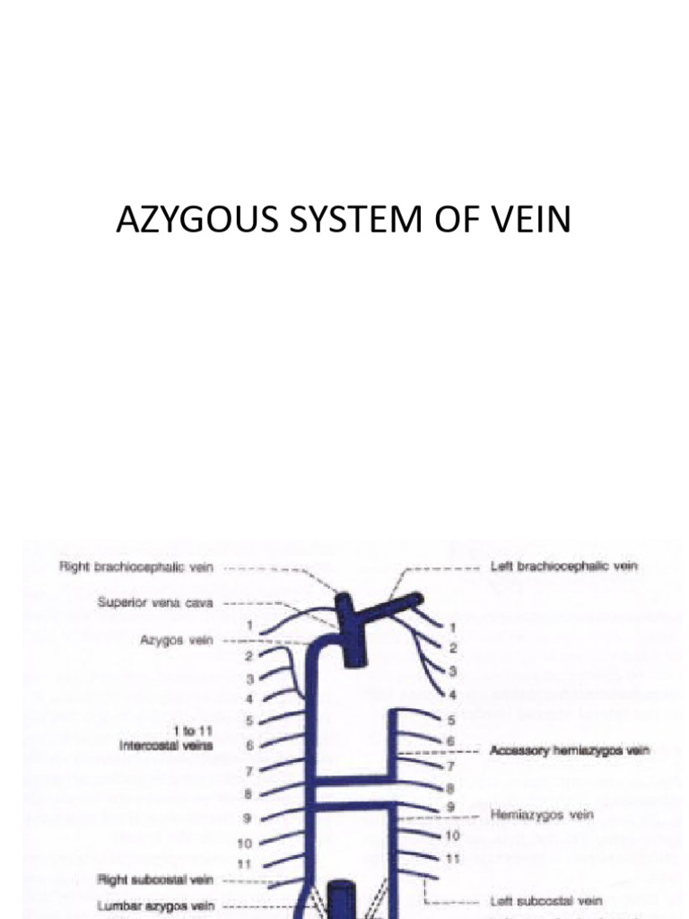 Azygous System of Vein | PDF | Vein | Thorax (Human Anatomy)