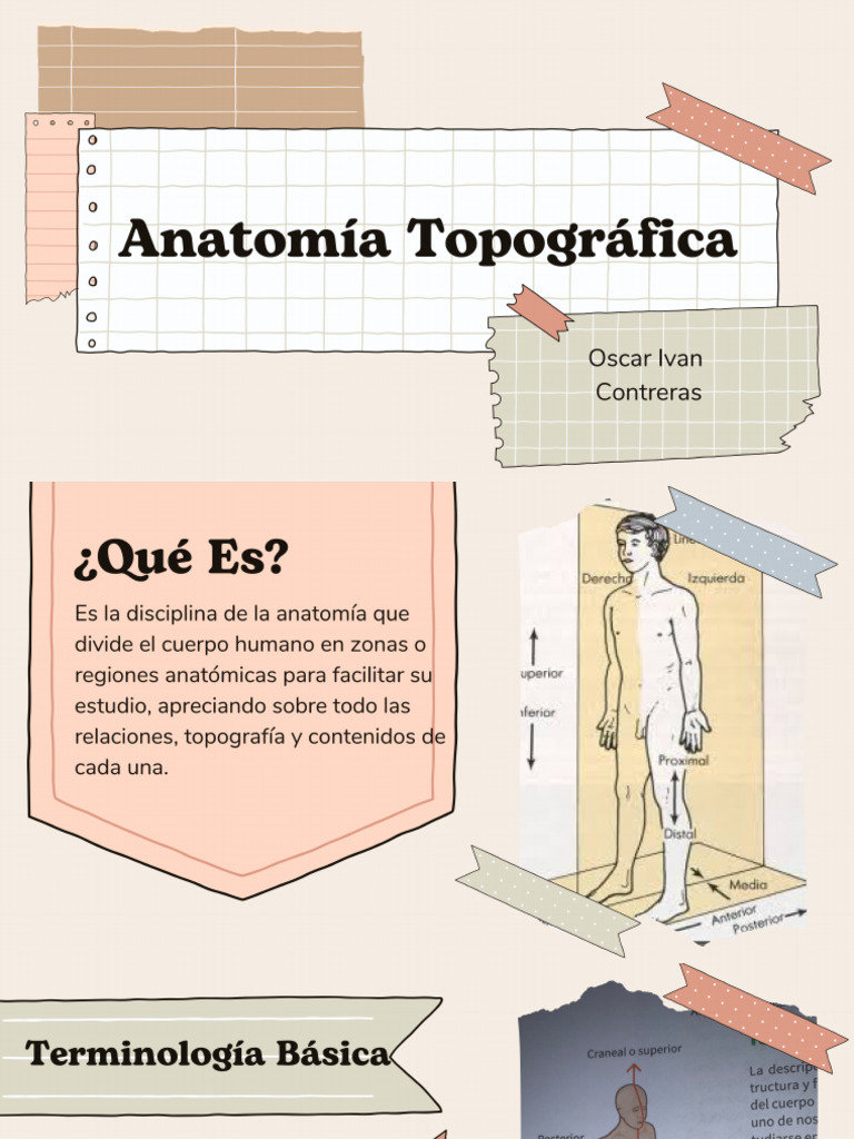 Anatomía Topográfica. | PDF