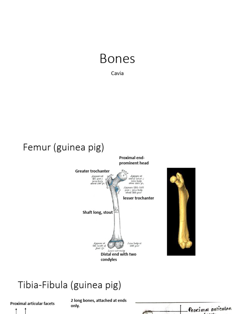 Bones | PDF | Vertebra | Vertebral Column