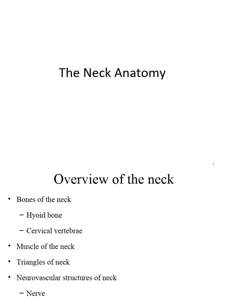 Comprehensive Neck Anatomy Overview | PDF | Common Carotid Artery ...