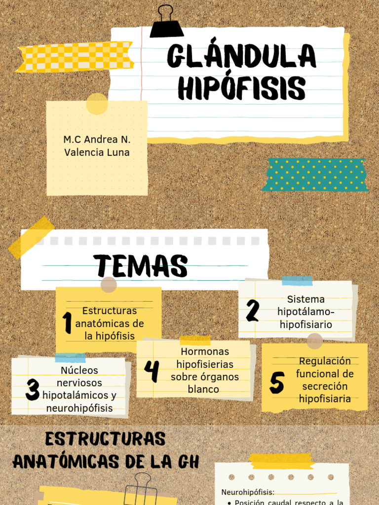 Estructura y Función de la Hipófisis | PDF | Hipotálamo | Glándula ...