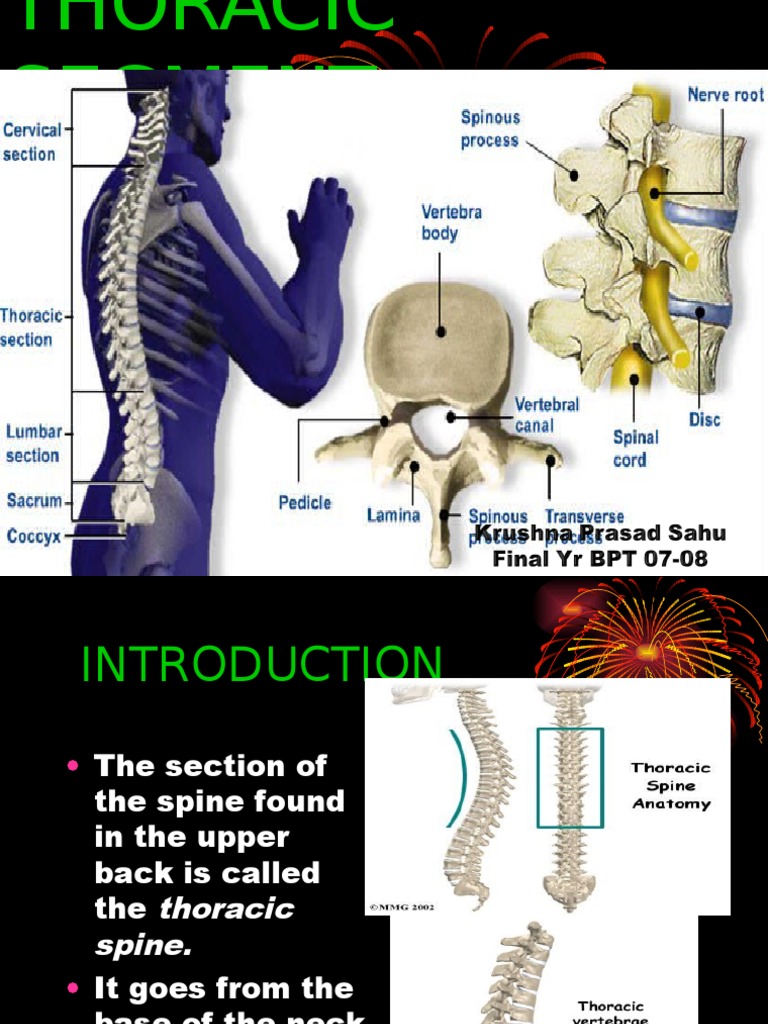 Thoracic Segment Kps | Vertebra | Vertebral Column