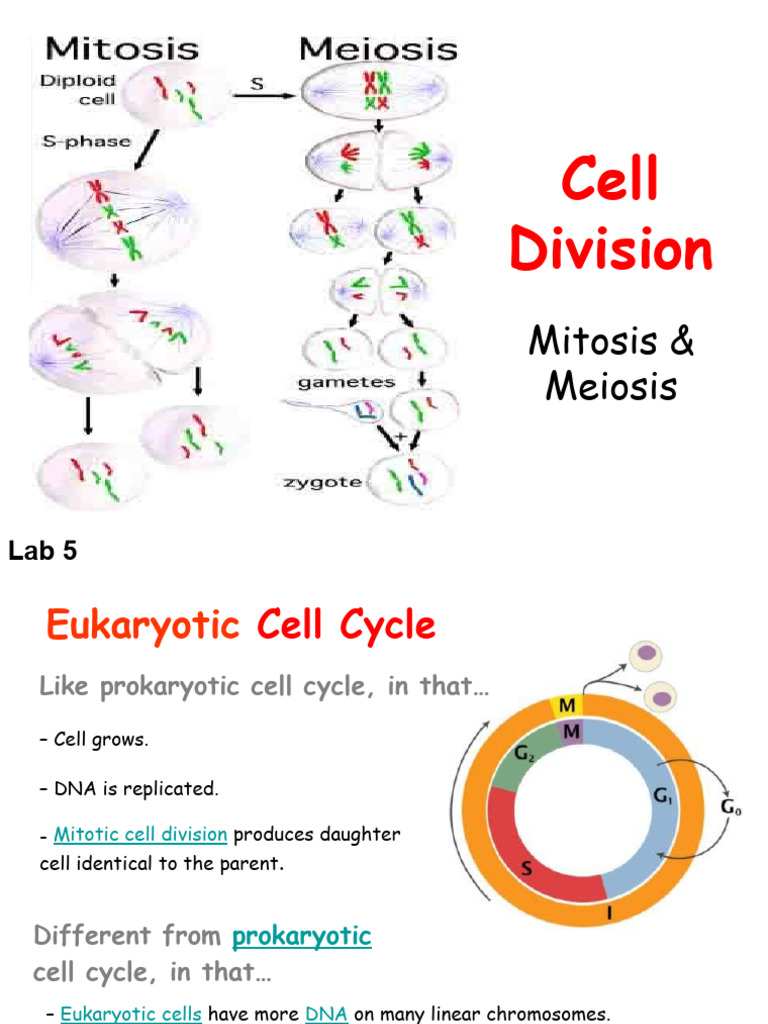 Cell Division: Mitosis & Meiosis | PDF | Meiosis | Mitosis