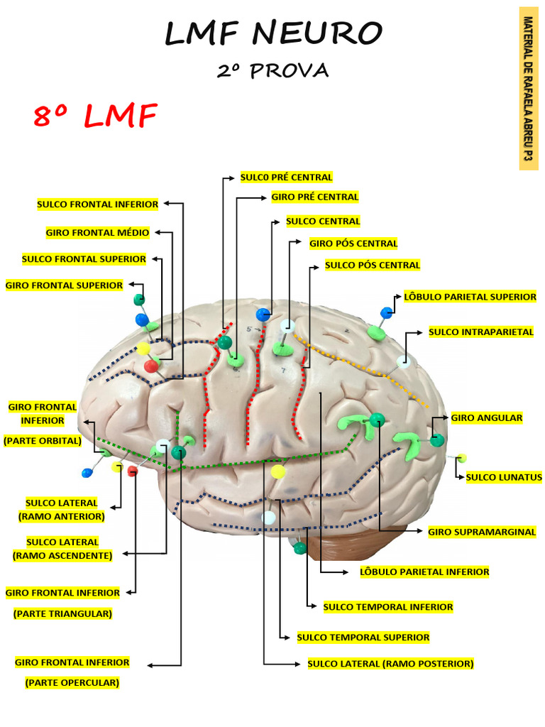 Anatomia dos Giros e Sulcos Cerebrais | PDF | Córtex cerebral | Tálamo
