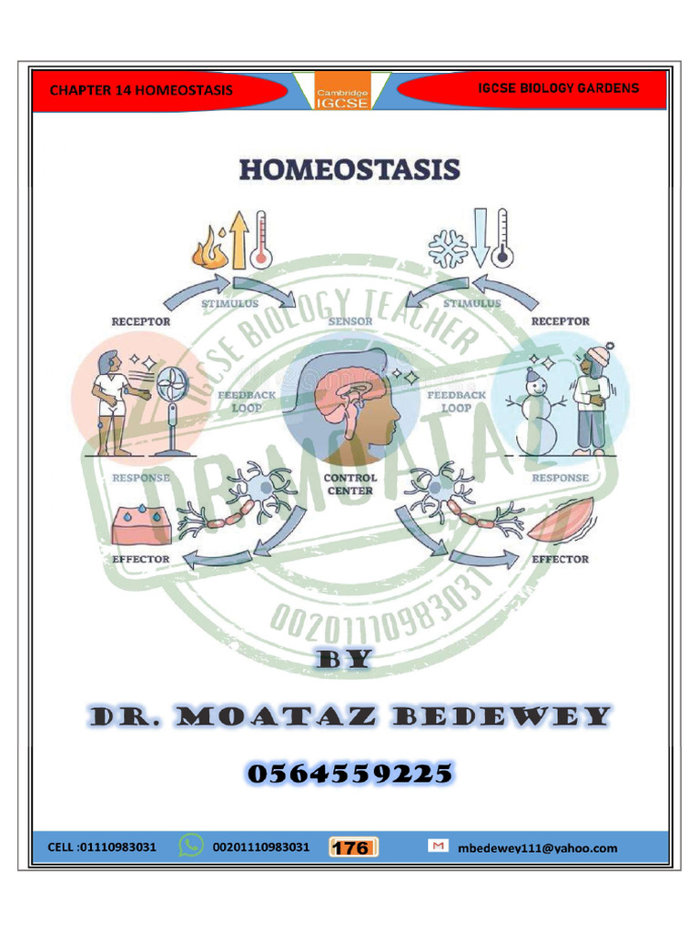 Notes Homeostasis | PDF