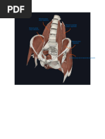 Anatomía y Cultura de las Nalgas | PDF | Nalgas | Anatomía humana