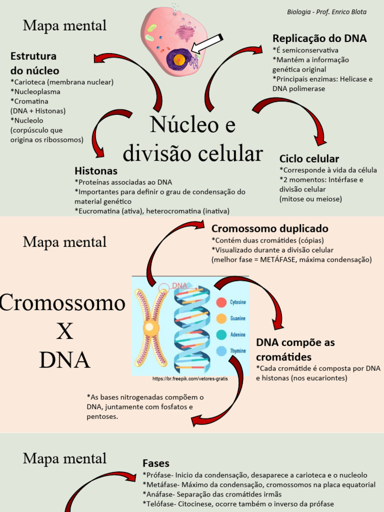 6 Mapa Mental Nucleo E Divisao Celular Download Grátis Pdf Meiose