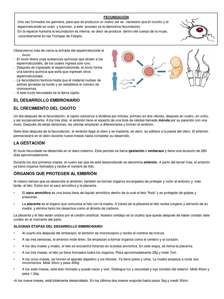 FICHAS CYT | PDF | Gemelo | Embrión