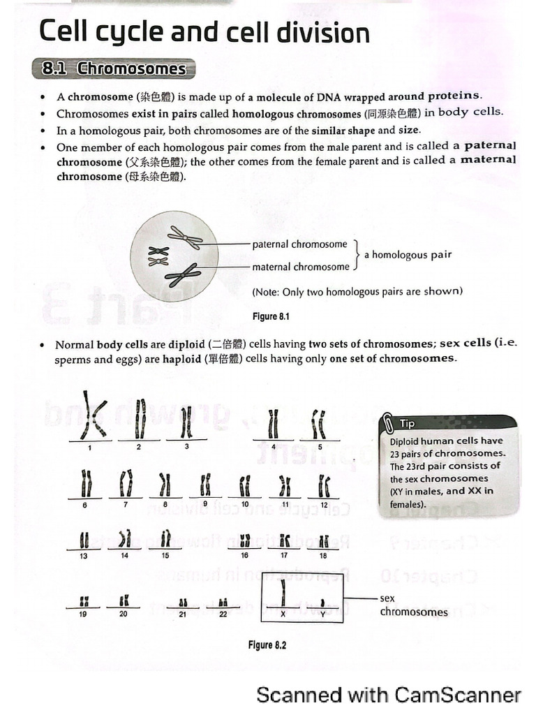 Cell Cycle and Cell Division | PDF