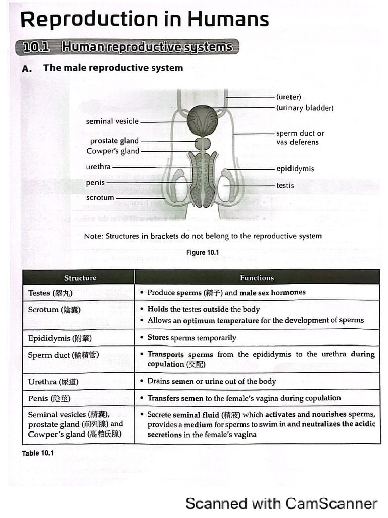 Reproduction in humans | PDF