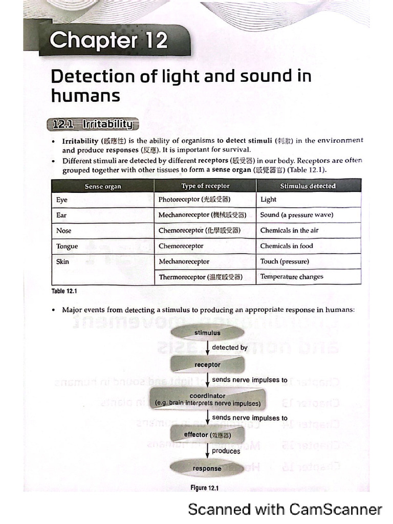 Detection of Light and Sound in Humans | PDF
